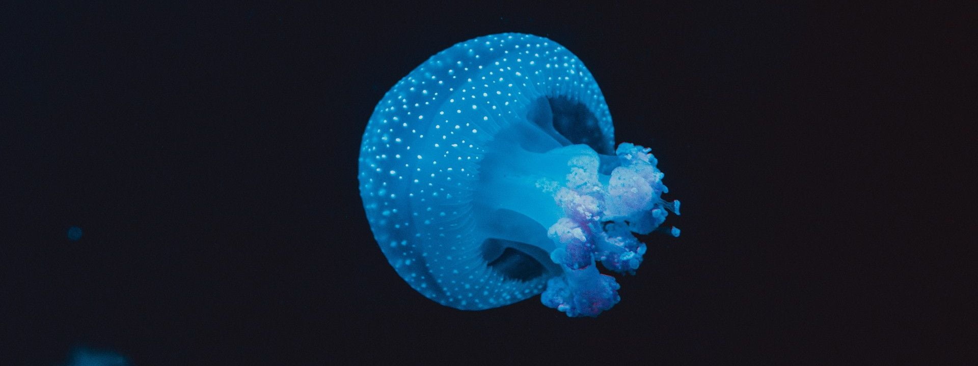 Night Diving in Padangbai - OK Divers Resort & SPA