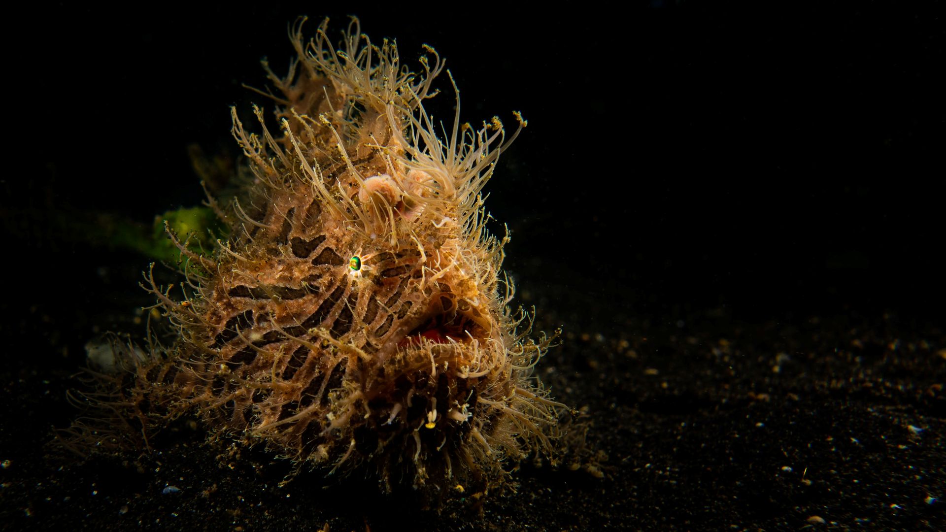 East Bali Diving Highlights - OK Divers Resort & SPA